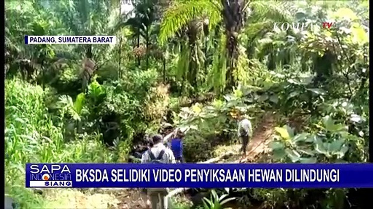 Geger Video Penyiksaan Monyet Simpai Satwa Langka di Sumatera Barat ...