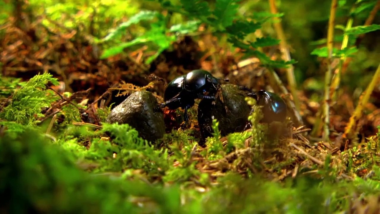 The Moose Movie - New HD 2021 - video Dailymotion