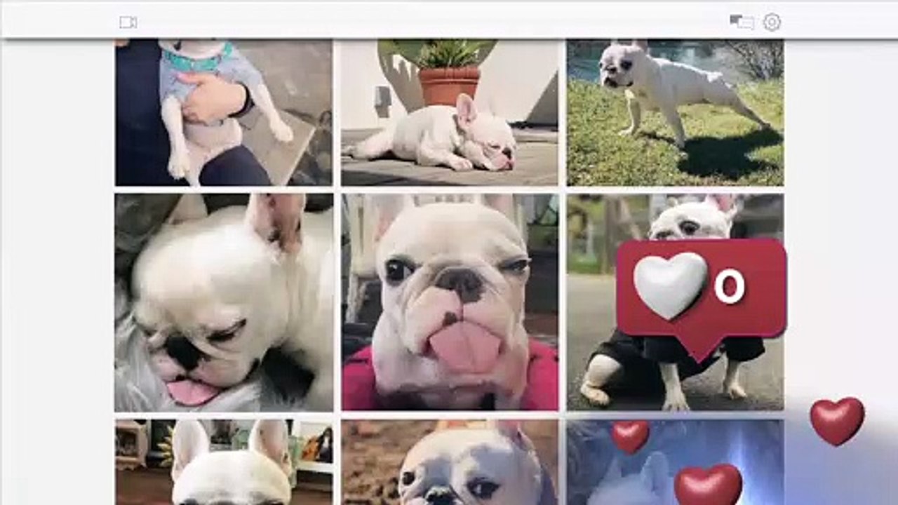Pet Stars Trailer - video Dailymotion