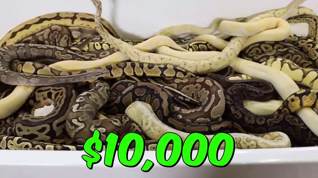 MR BEAST - Would You Sit In Snakes For $10,000_ # MR BEAST ( CHALLENGE ...