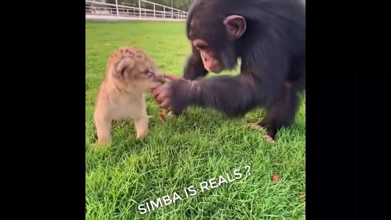 Aww Animals Soo Cute! Cute Baby Animals Videos Compilation Cute Moment ...