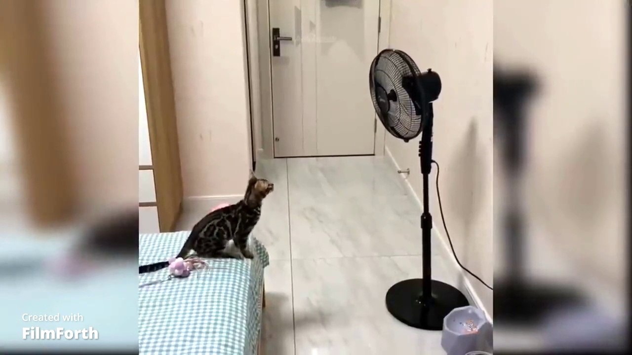 cat vs fan - video Dailymotion
