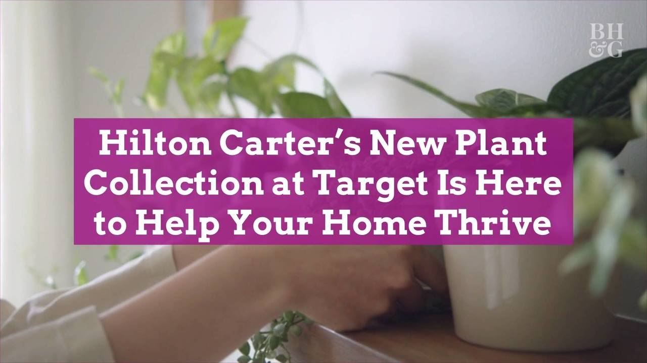 Hilton Carter's New Plant Collection at Target Is Here to Help Your ...