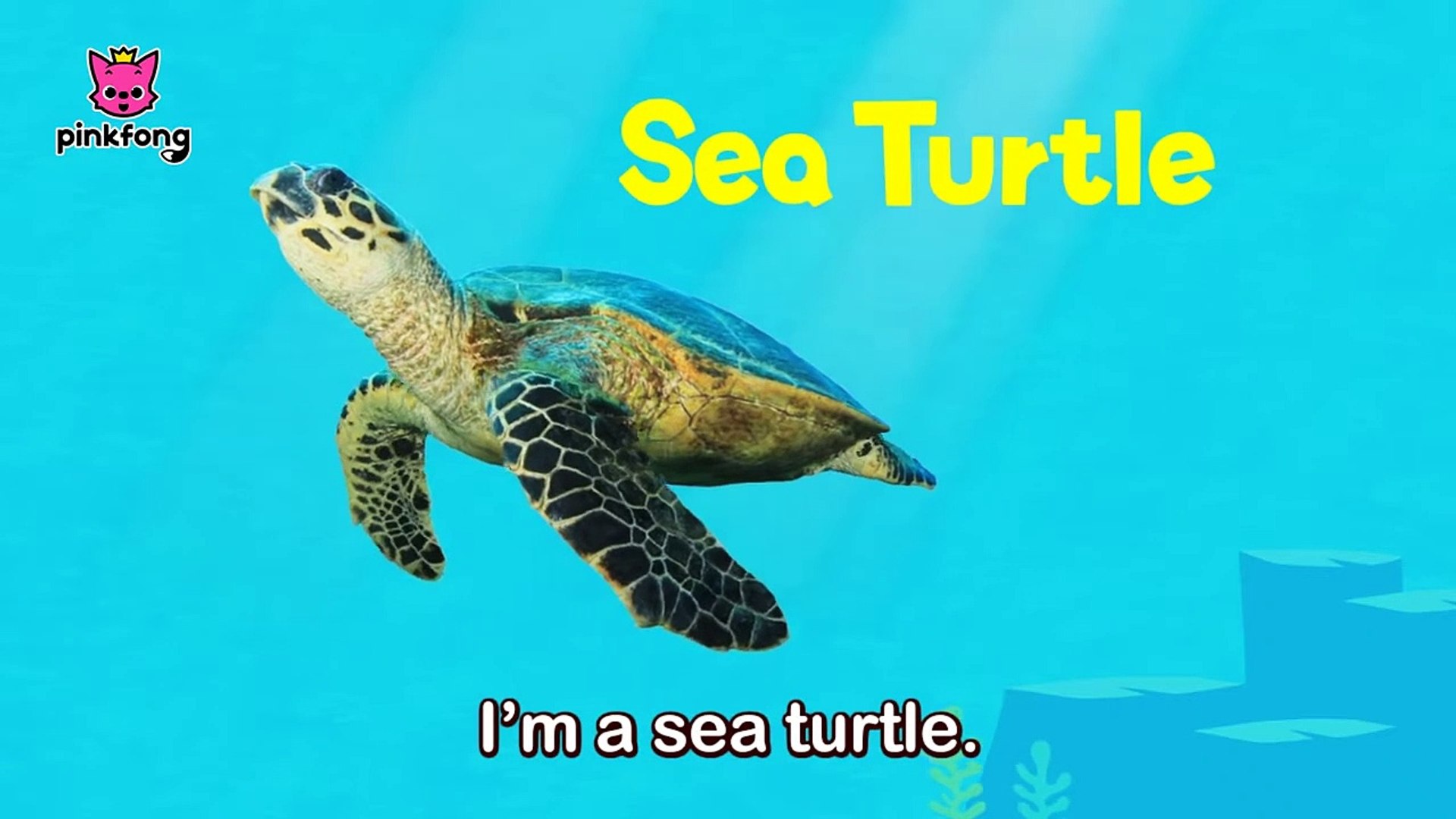 Sea Animals Memes 20 Ridiculous Animal Memes That Are Better Than