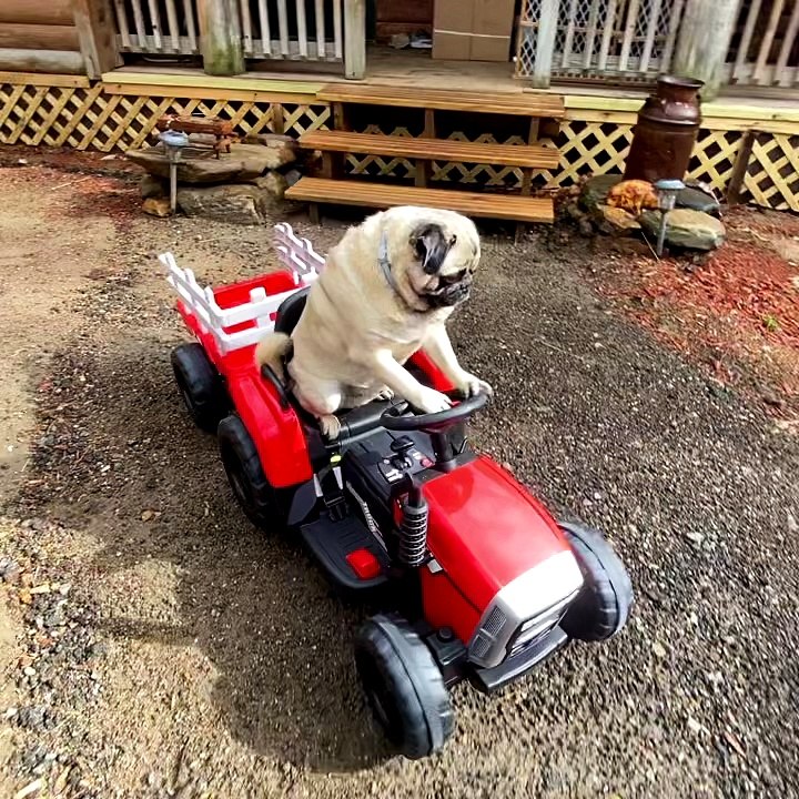 Tango the Pug Works Hard on Toy Tractor - video Dailymotion