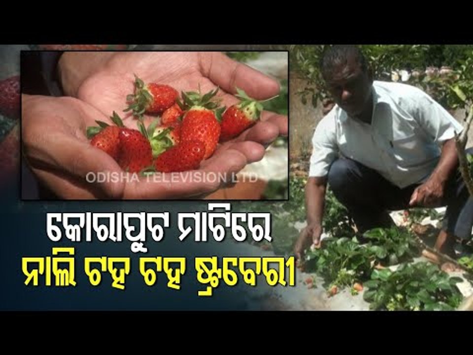Special Story | Strawberry Farming- Govt Employee Scripts Success Story ...