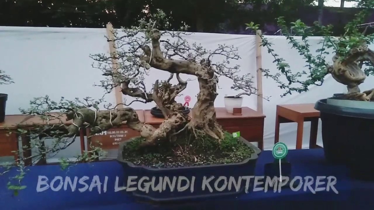 BONSAI LEGUNDI YANG MELEGENDA - Video Dailymotion