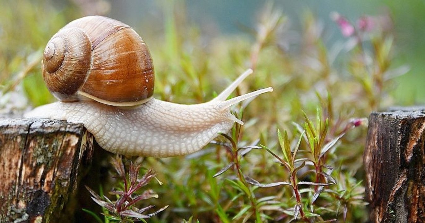 Voici les 5 étapes pour sauver la vie d'un escargot écrasé - Vidéo ...
