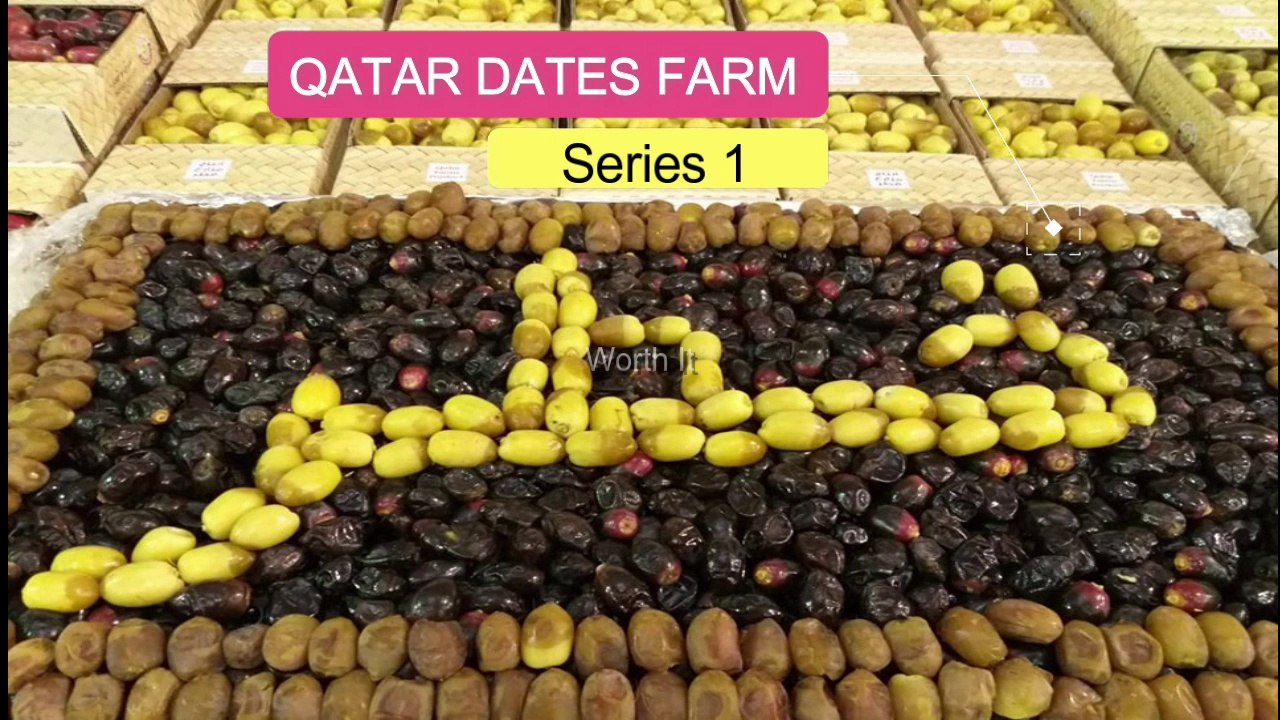 Qatar Dates Farm l Fresh Arab Dates l Dates Farming in Qatar l # ...