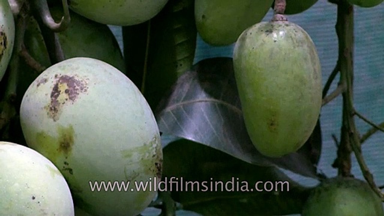 Langda aam_ India grows more mangoes than all other fruits combined ...
