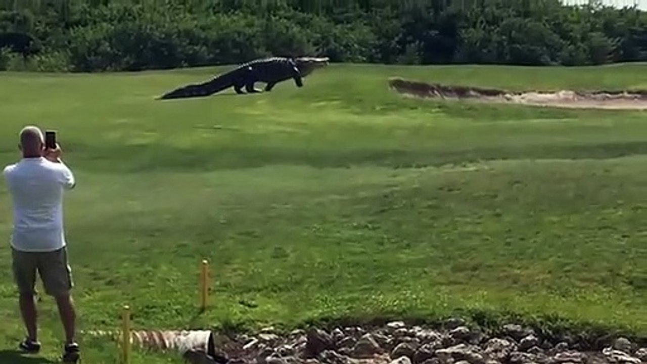 Giant Gator Walks Across Florida Golf Course | GOLF.com - video Dailymotion