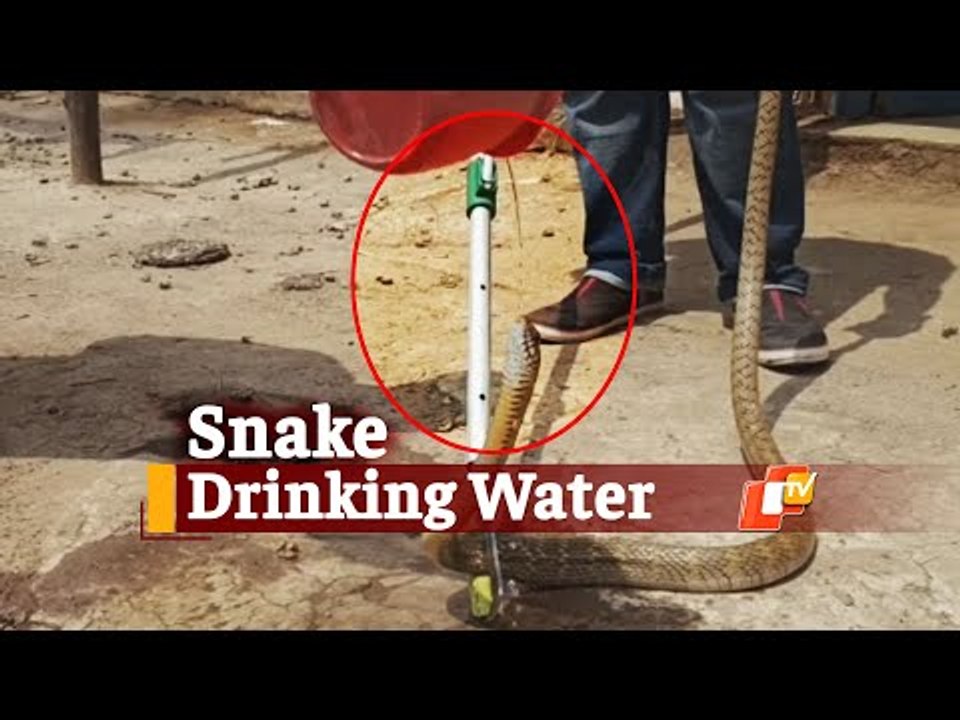 Video Of Snake Drinking Water In Odisha Goes Viral | OTV News - video ...