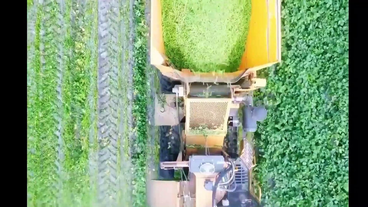 Amazing Modern Green Bean Harvesting Machine - Green Bean and Japan ...