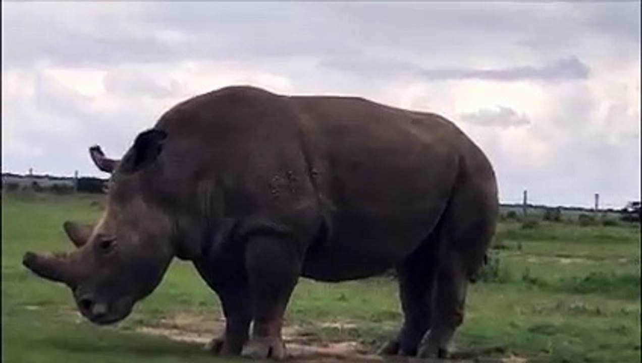 Najin and her daughter Fatu - The Last Two Northern White Rhinos on ...