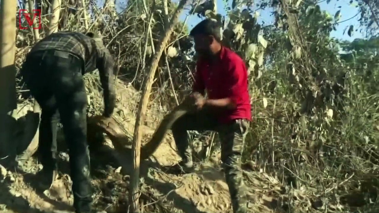 A 13-Foot Python is Rescued From an Industrial Pipe in Eastern India ...