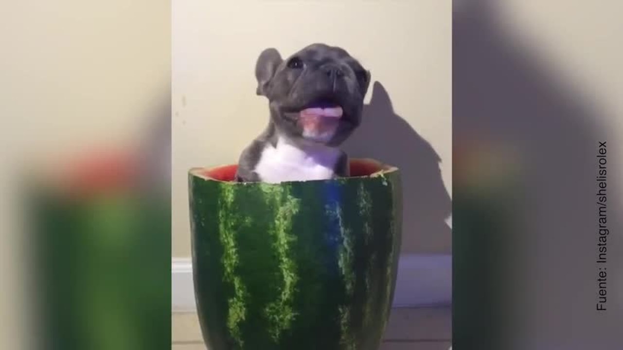 ¡Este perrito adora la sandía! - Vídeo Dailymotion