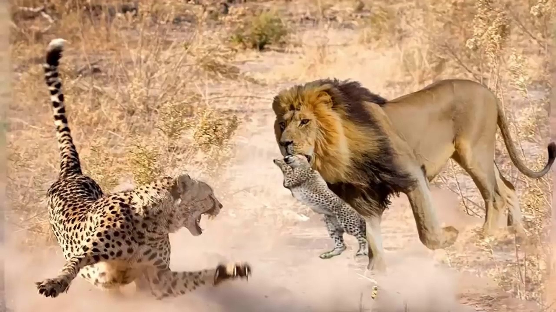 Cheetah Vs Lion Fight
