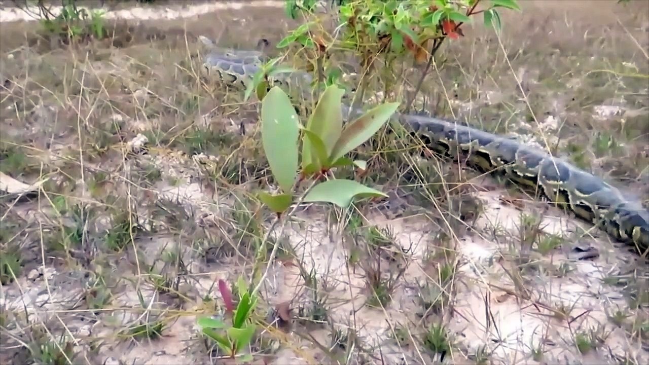 Cat's Mother Protect Her Baby From Python Attack _ Python VS wild Cats ...