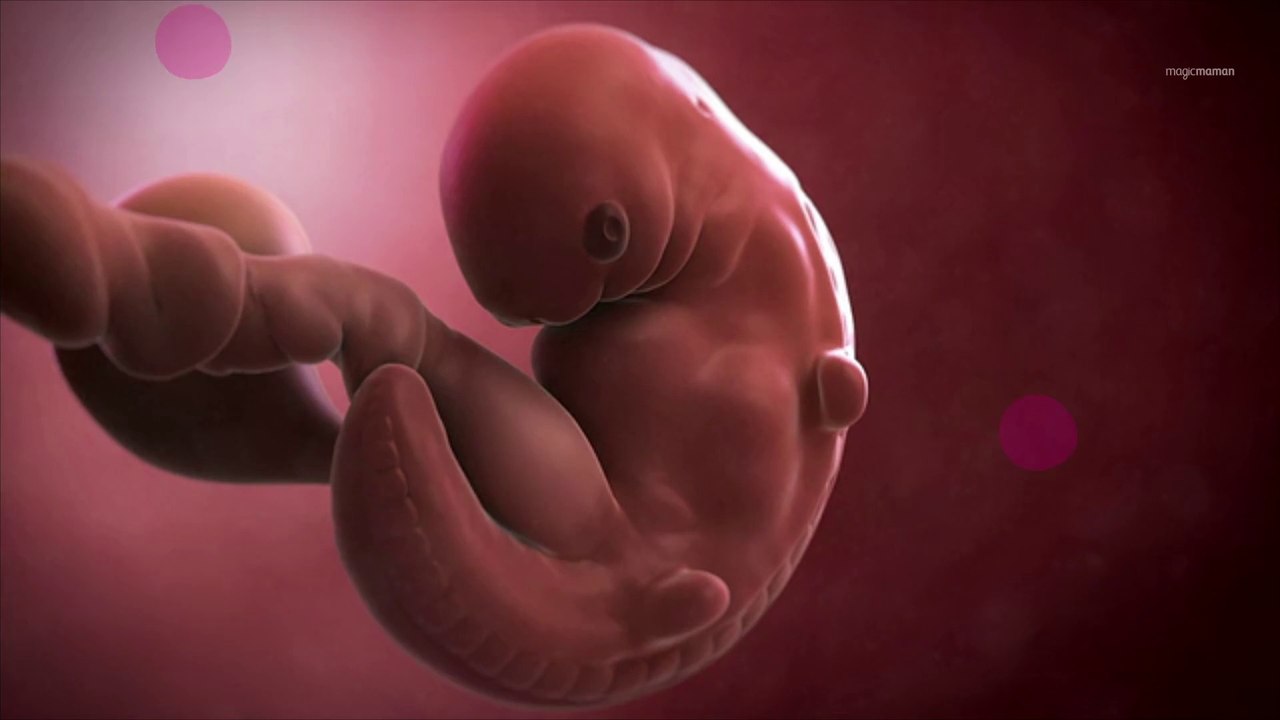Vidéo développement du fœtus : le 2ème mois de grossesse - Vidéo ...