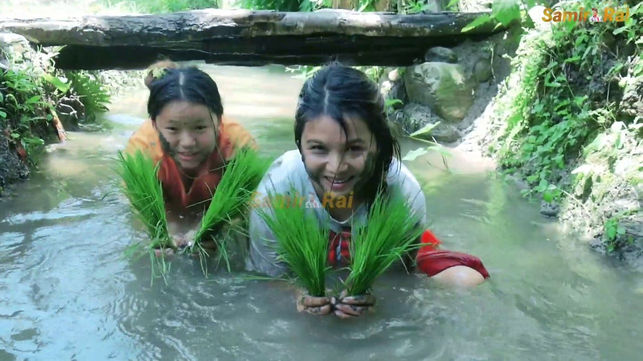 Dhan Ropai in Nepal Rice Cultivation Village Life Style Summer Season ...