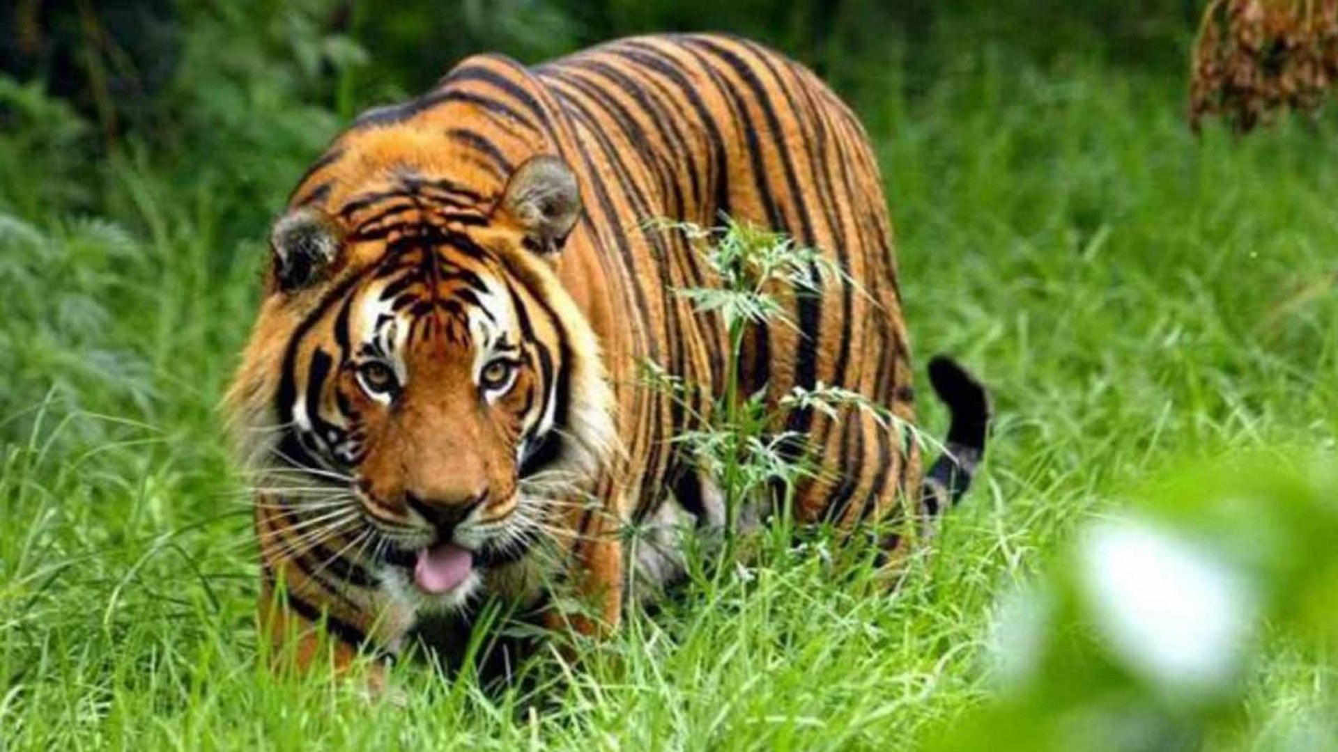 Tiger Eating Grass Santosh Kumar J On X: "Not A Good Sighting