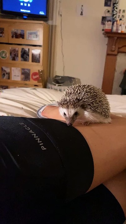 Shorts Spring Back at Cheeky Hedgehog - video Dailymotion