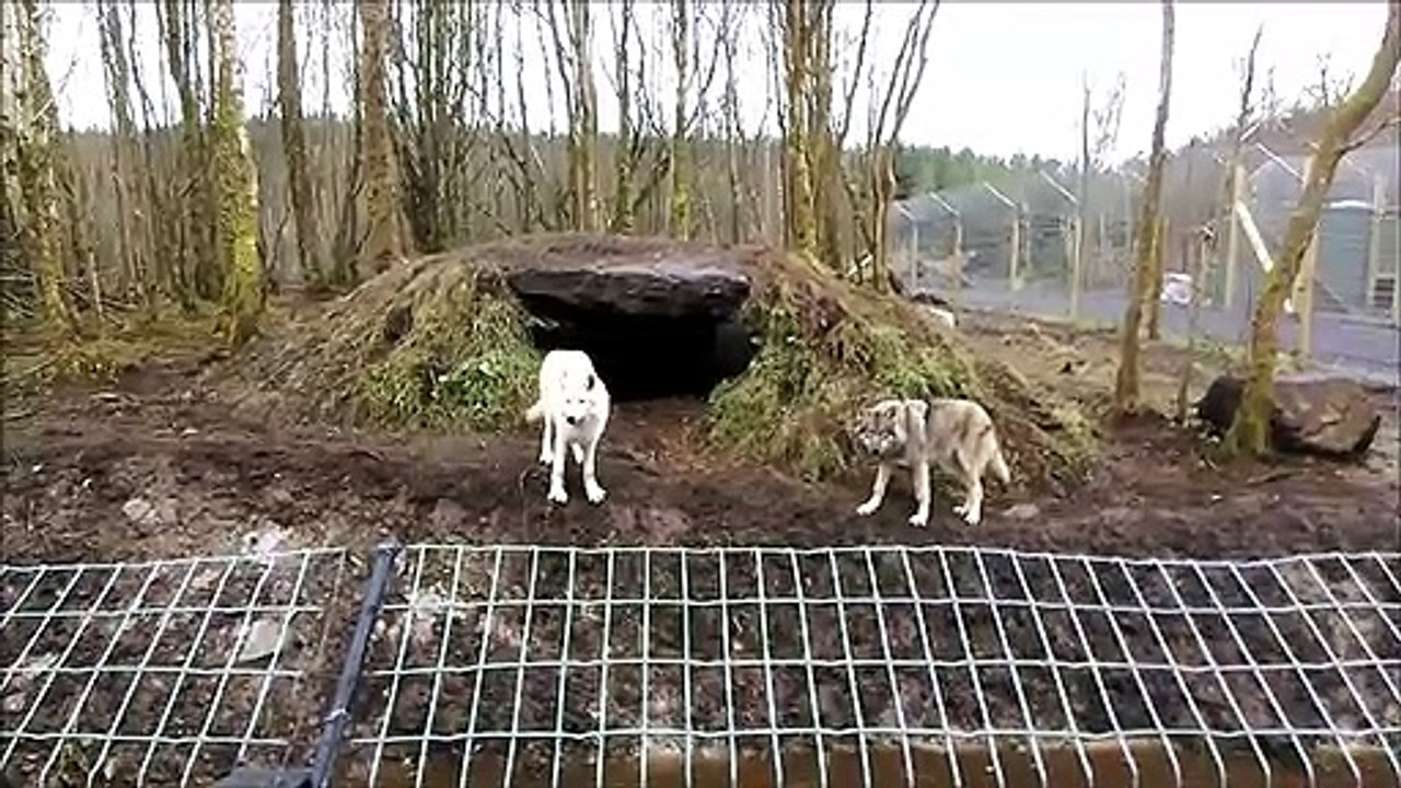 Wild Ireland - Wolves and bears return to Ireland at sanctuary on ...