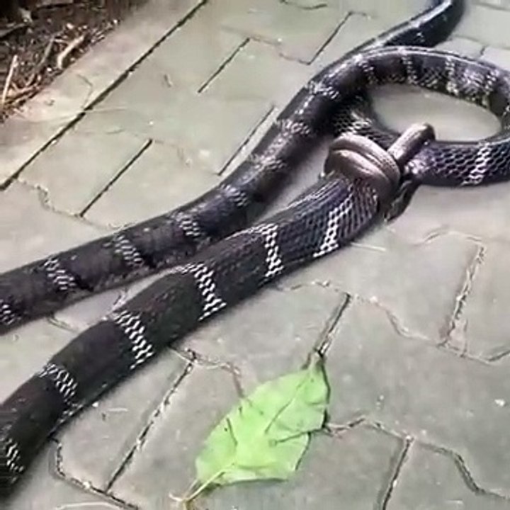 King Cobra Eating Snake and Bird - video Dailymotion
