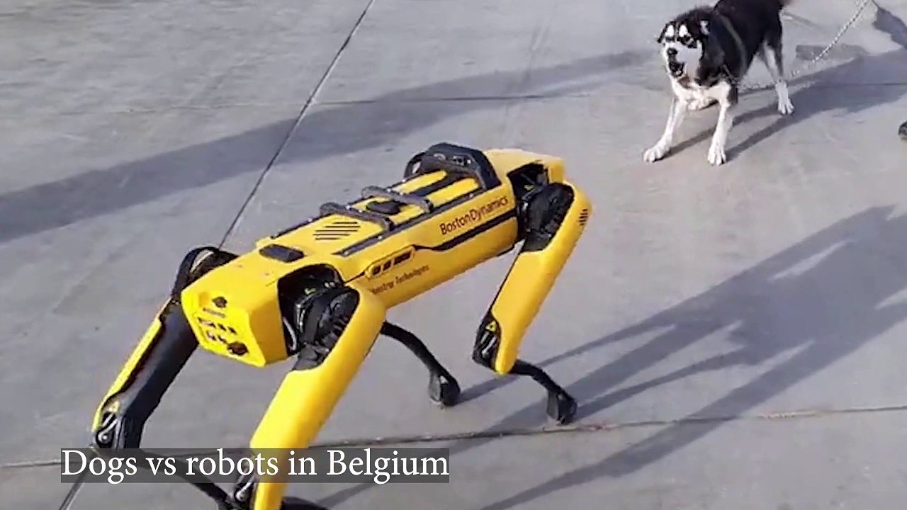 Dogs vs robots in Belgium - video Dailymotion