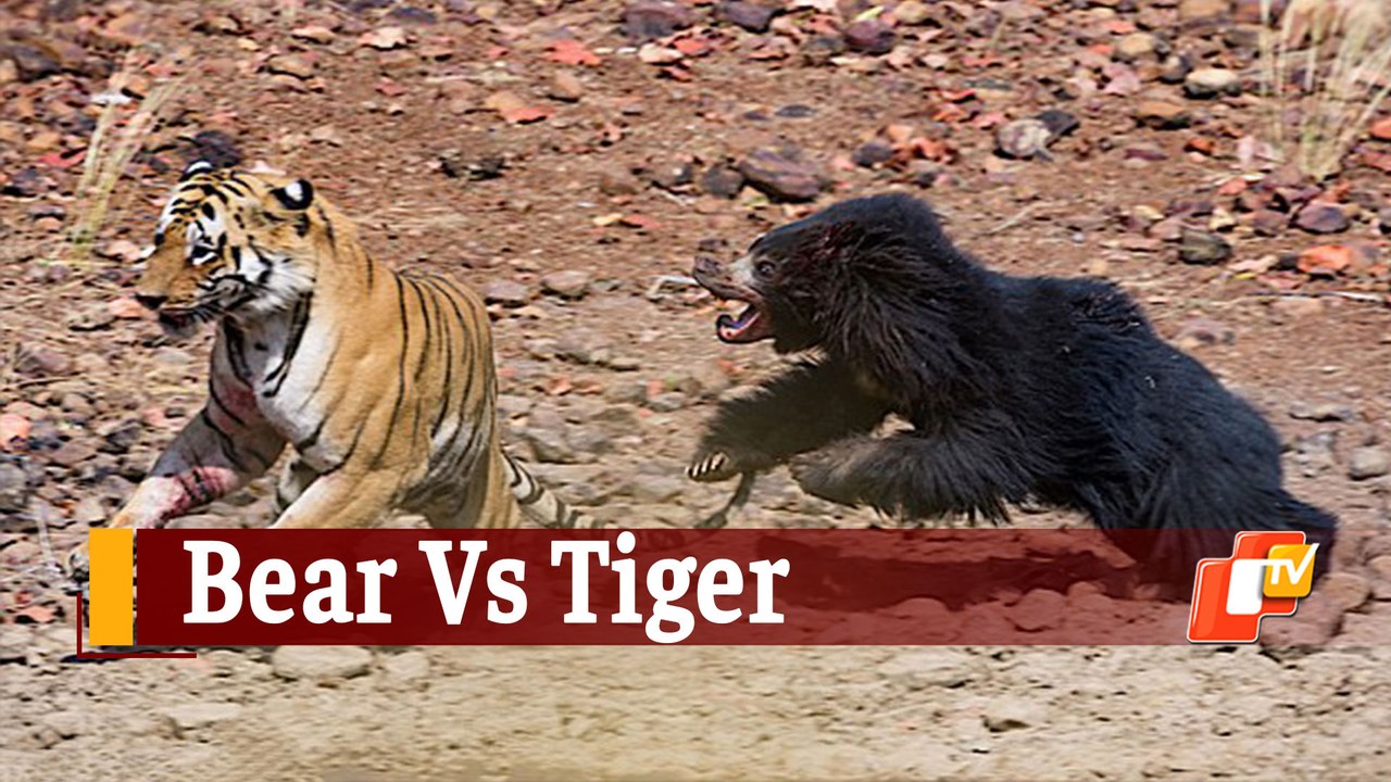 Tiger Vs Bear Fight