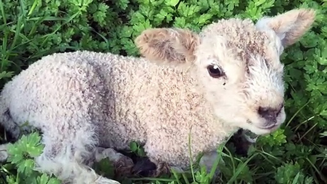 01.Cute baby lamb bleating - Baby lamb makes baaing sounds - video ...