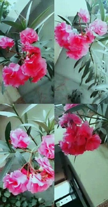 flowers - video Dailymotion