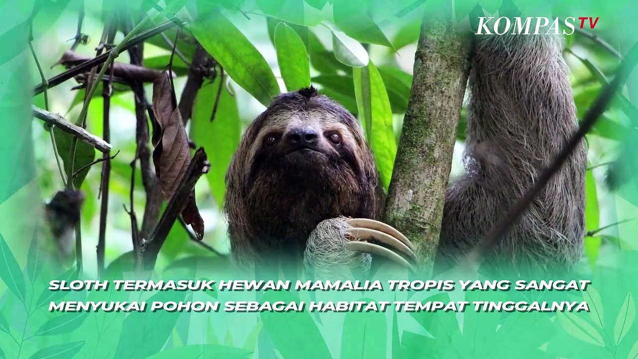 Fakta Menarik Sloth, Hewan Paling Lambat di Dunia - Video Dailymotion