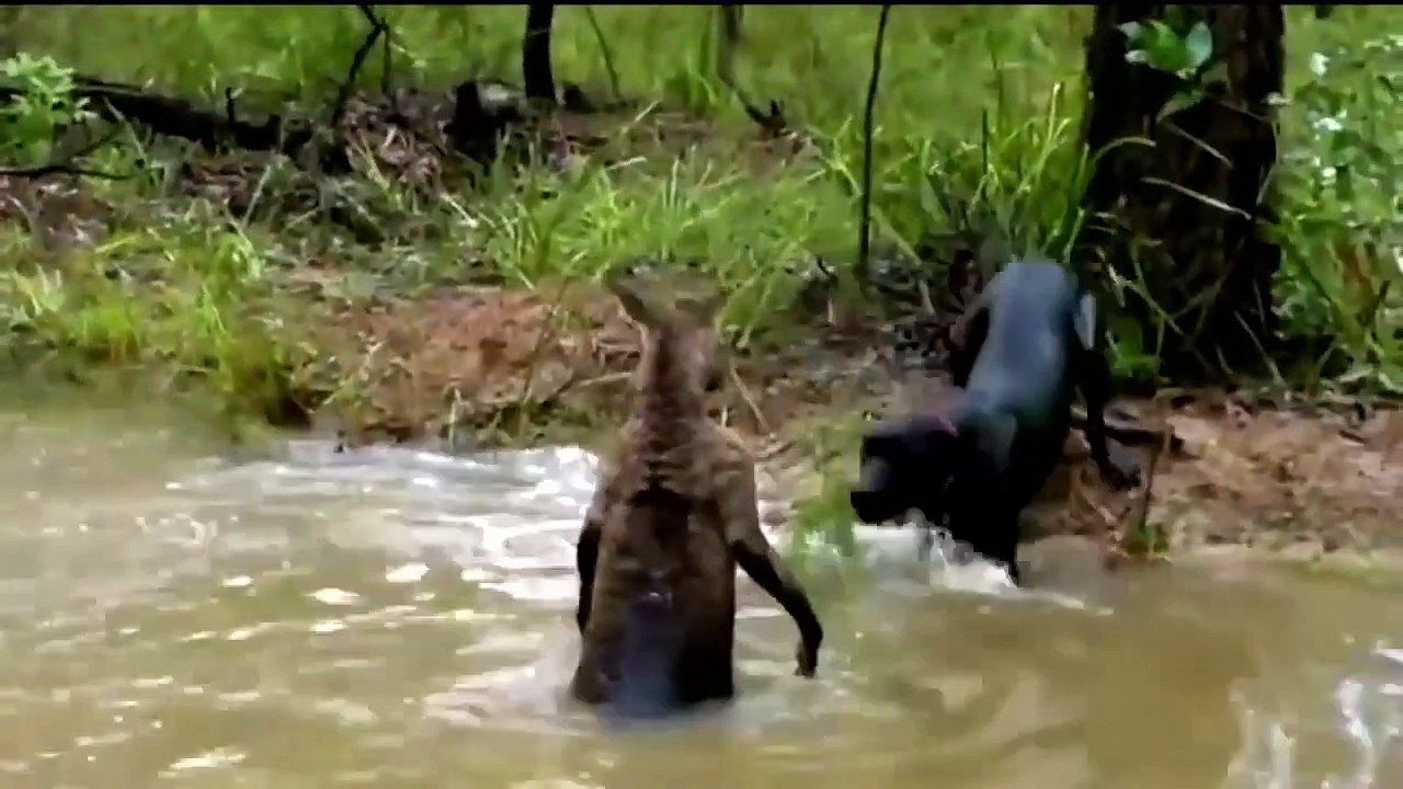 Unbelievable! Kangaroo Become Prey Of Crocodile Underwater, Kangaroo ...