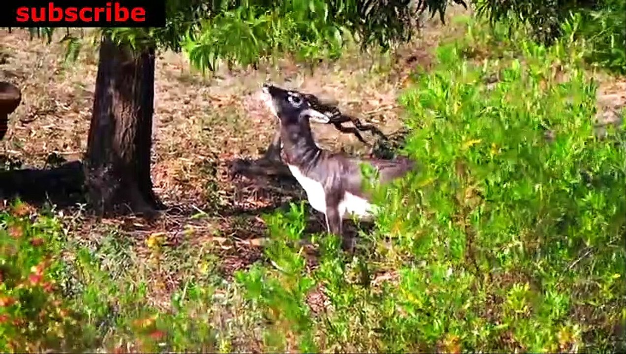 animais vida selvagem natureza / documentary animals wildlife nature ...