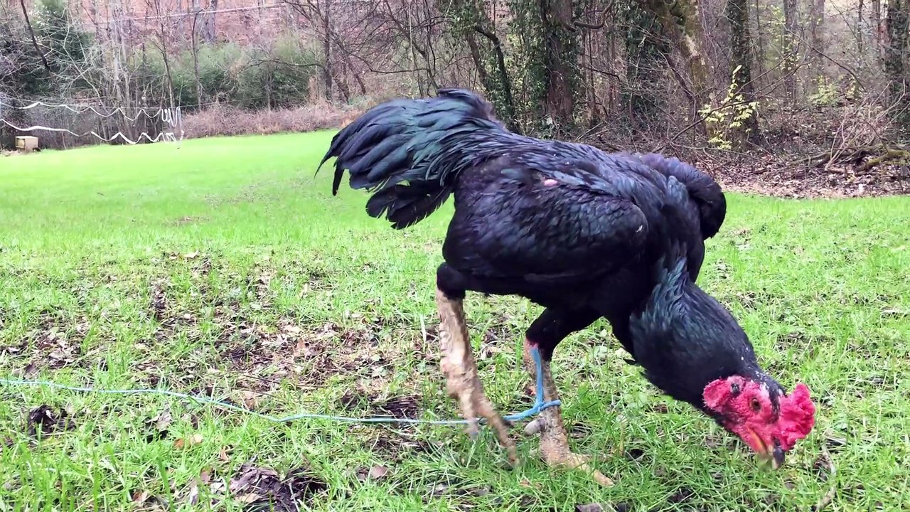 Huge Vietnamese Ganoi rooster - video Dailymotion