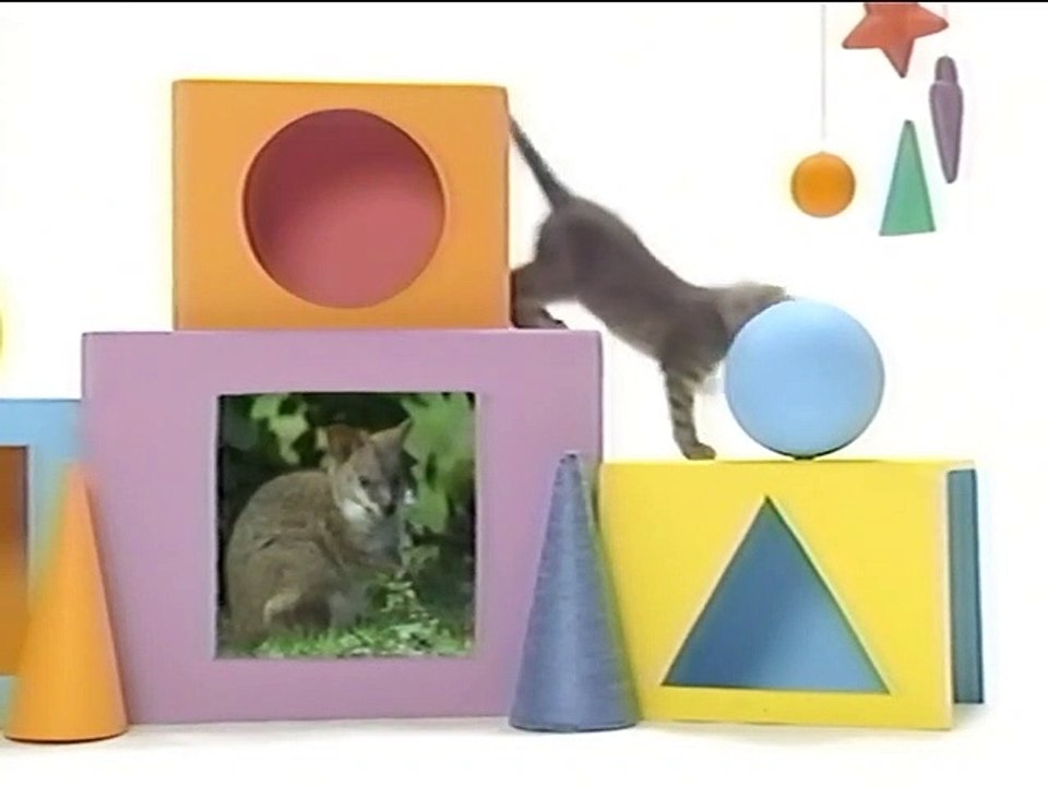 Baby Animals - From The Wild - video Dailymotion