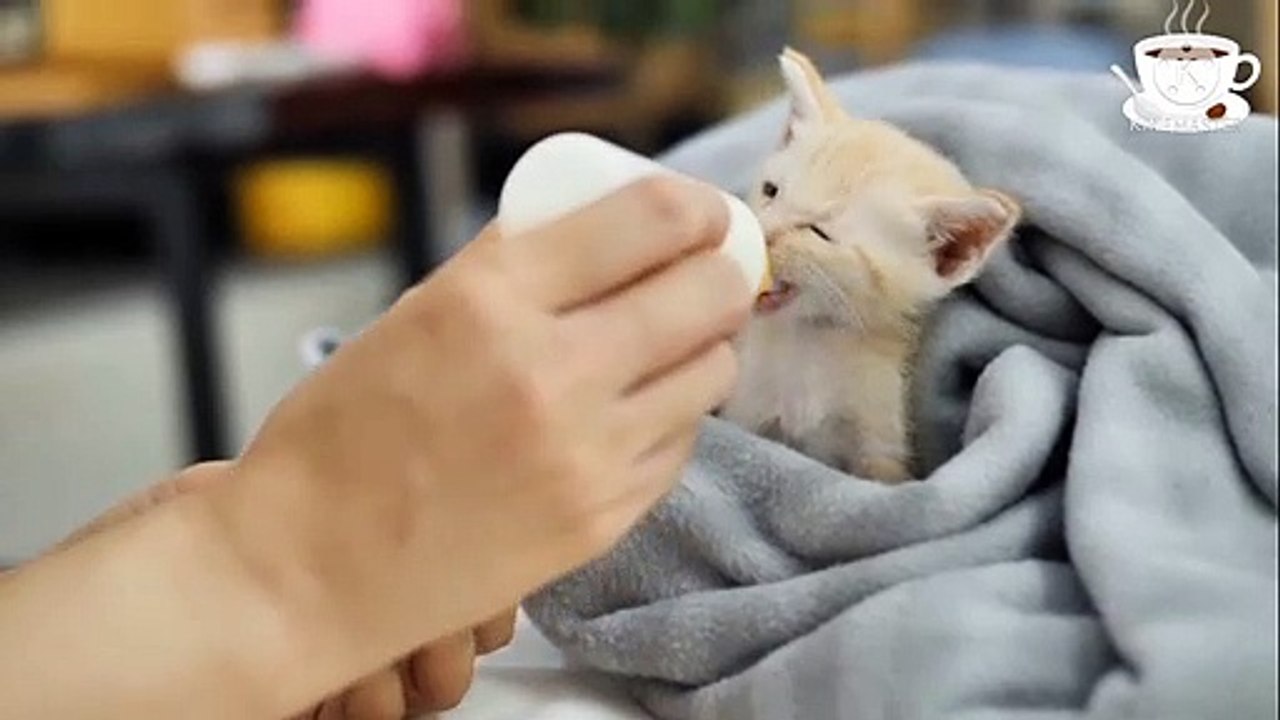 omg animals so cute! lovely pets ! Cute baby animal compilation#1 ...