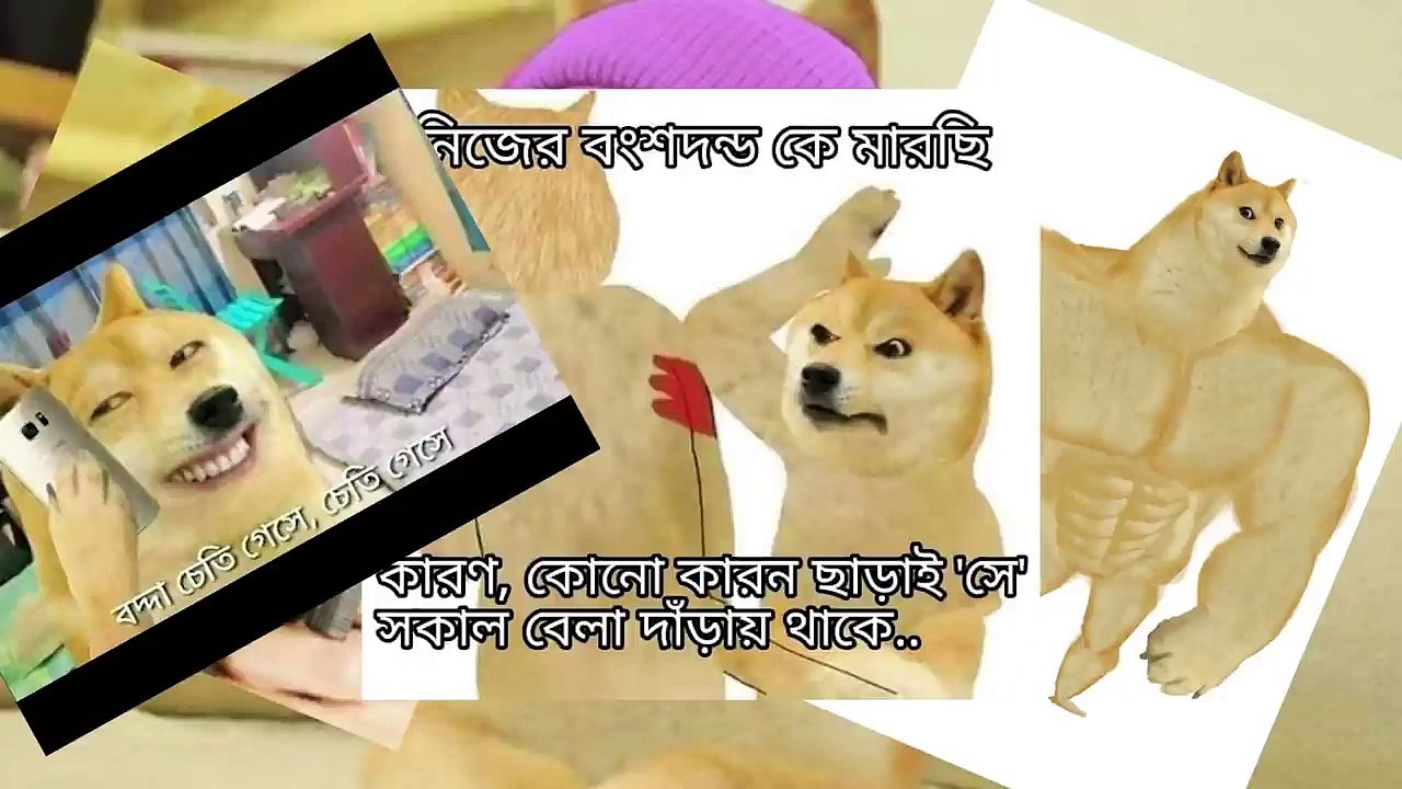 Stop doge meme Dog Coffin Dance Naheed Bro 3D Animatio - video Dailymotion