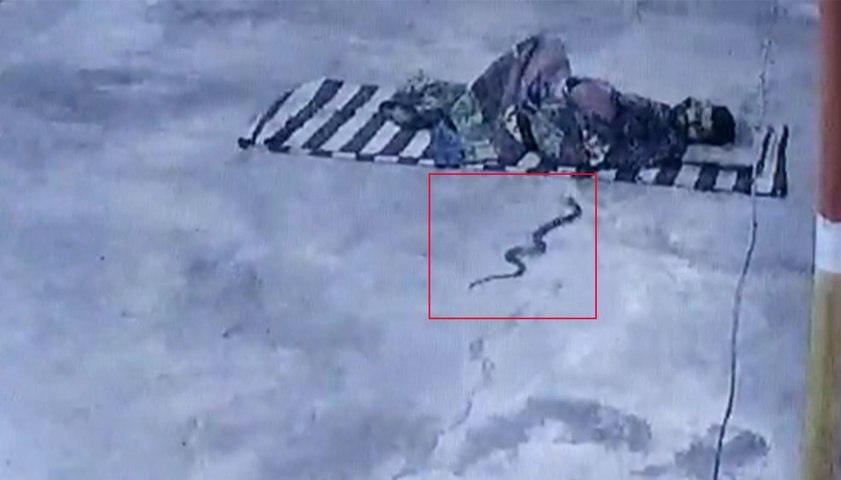 सुबह उठकर बाथरूम गई महिला टीचर, तभी कमोड के अंदर से निकला सांप, फिर ...