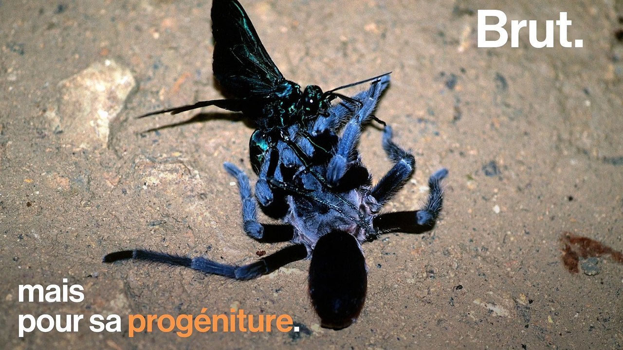 Cette guêpe est une tueuse d'araignées - Vidéo Dailymotion