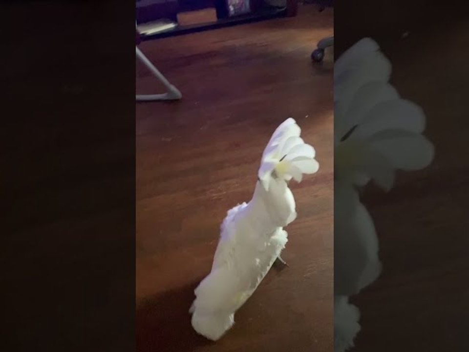 Clyde the Cockatoo is Concerned - video Dailymotion