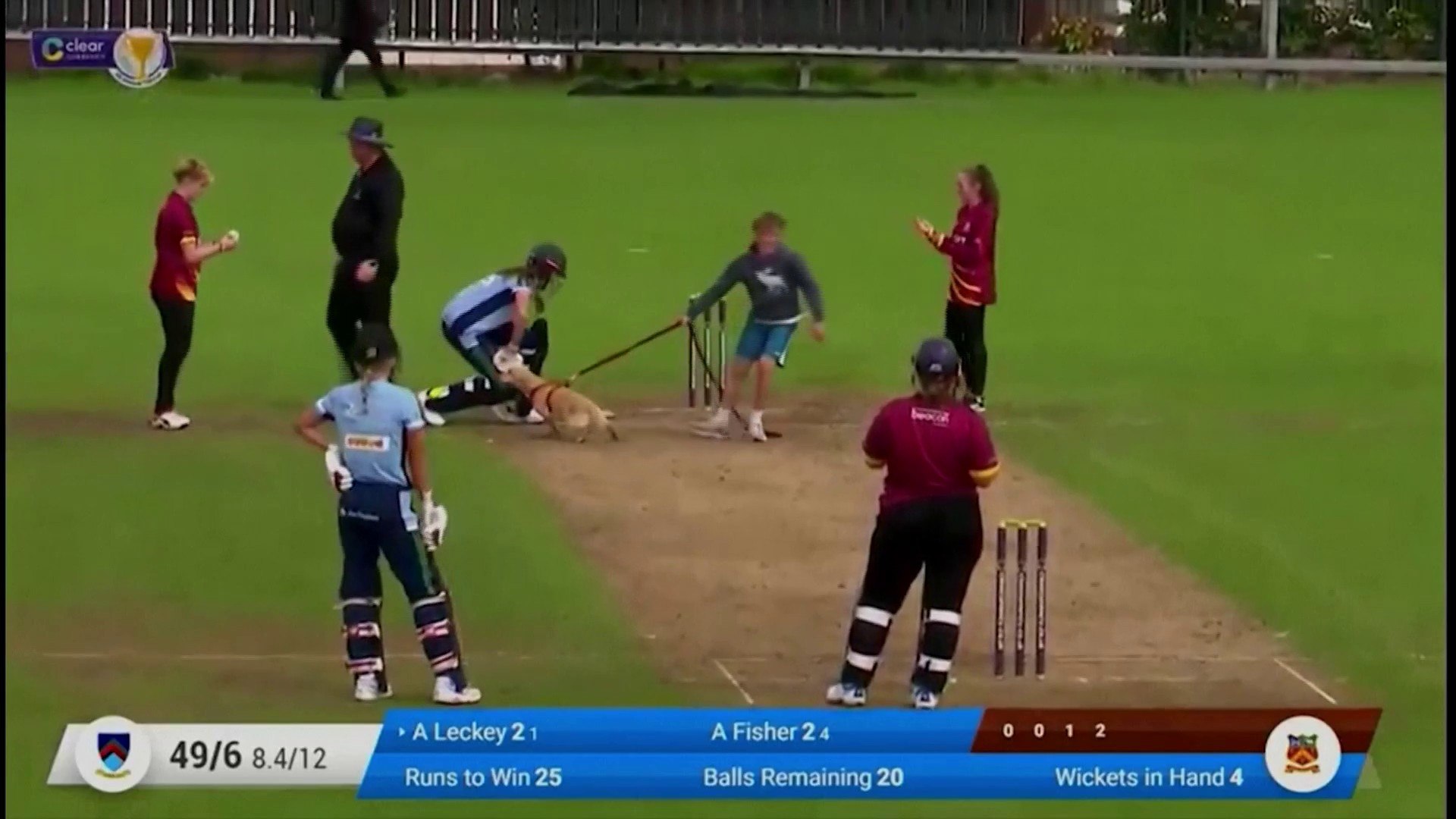 Cricket: The dog has the ball! | beIN SPORTS
