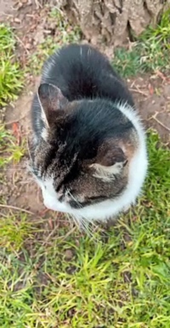 High Angle Shot Animals