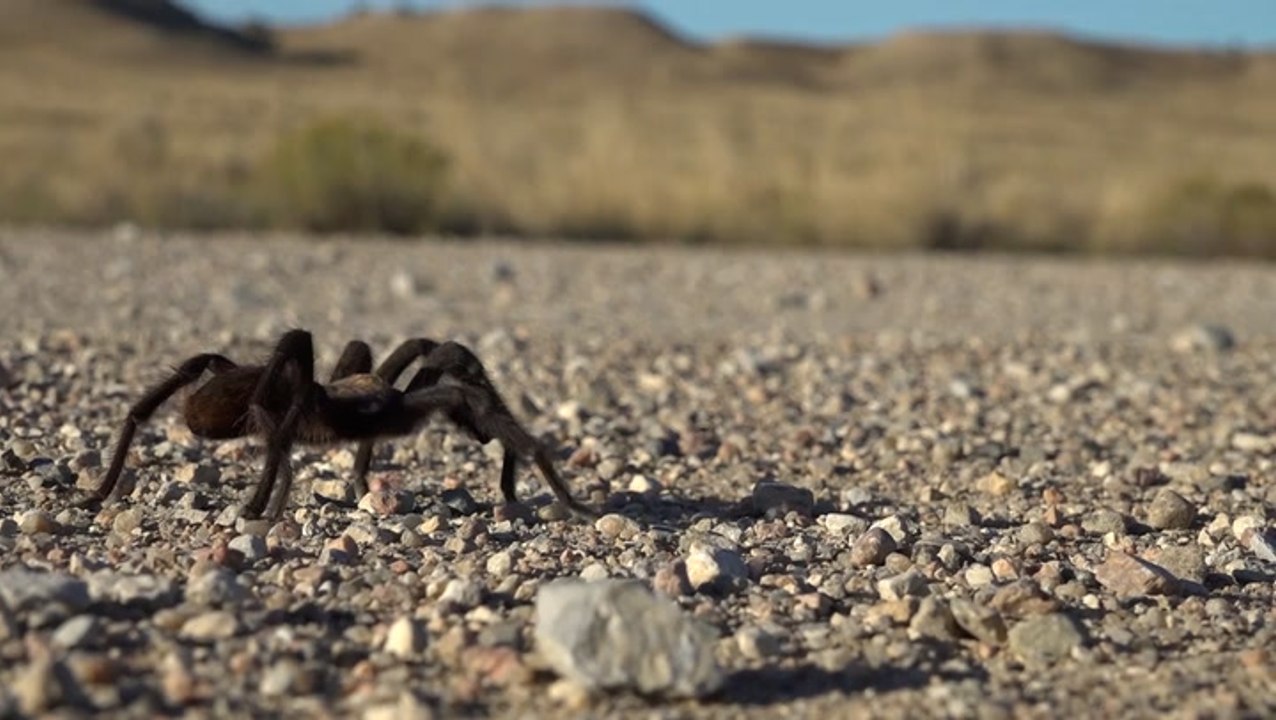 Fall tarantula migration underway in southeast Colorado - video Dailymotion