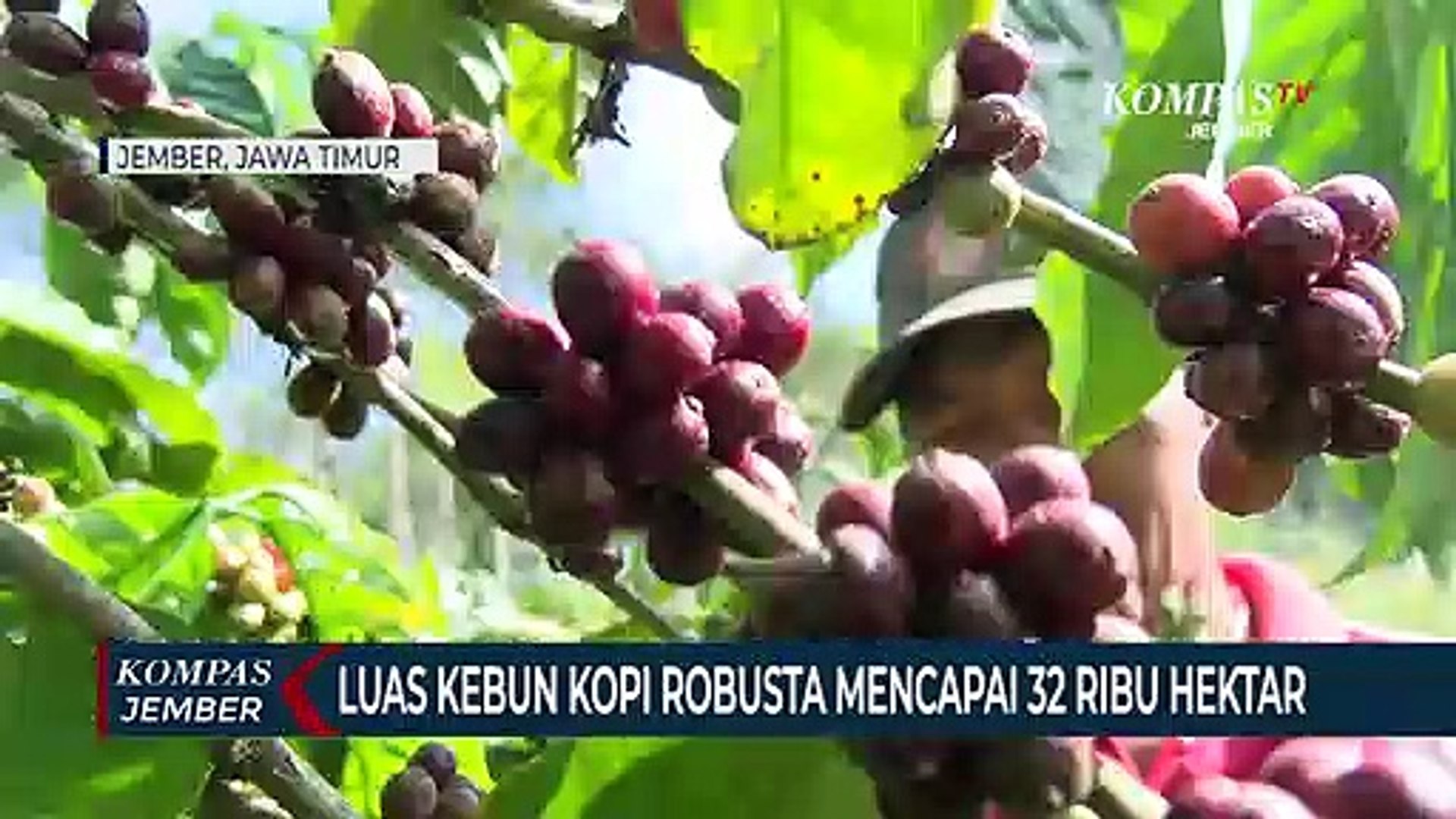 Kebun Kopi Robusta