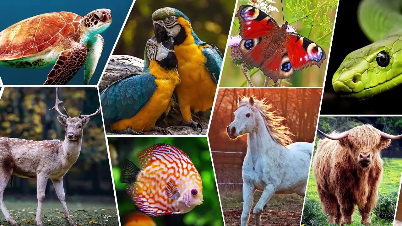 EL REINO ANIMAL Y SUS CARACTERÍSTICAS - Vídeo Dailymotion