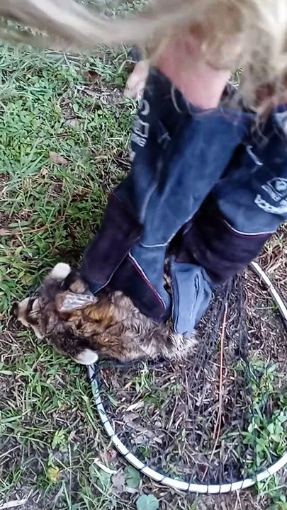 Adolescent Raccoon Rescued From Plastic Litter Trap - video Dailymotion