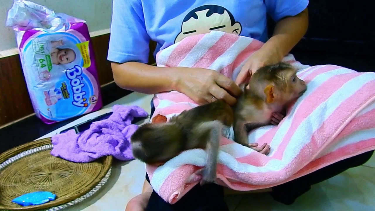 DSCN1573= Mummy Help To Put On the Pan Give Baby AVA Monkey & Baby ALDO ...