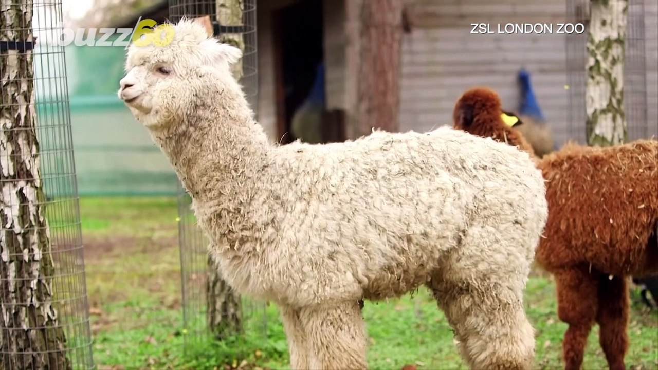 London Zoo Wants You To Help Name Their 3 New Alpacas! - video Dailymotion